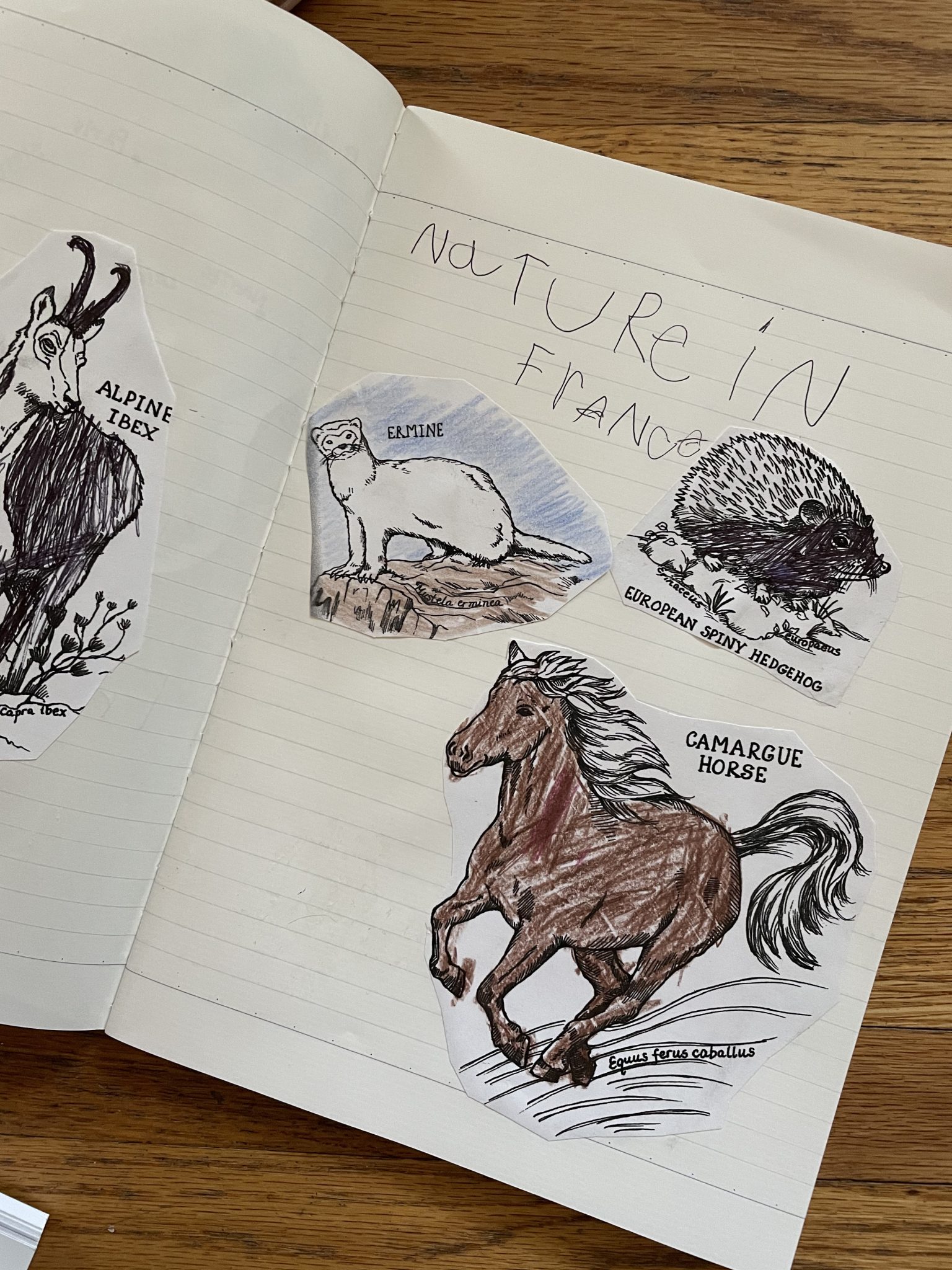 How We Use Around the World with Picture Books in our Homeschool ...